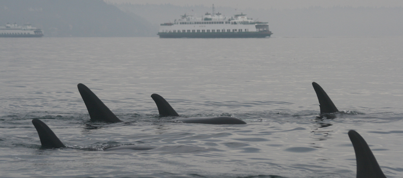 Orca Alert: What you can do to save the Southern Residents - Washington ...
