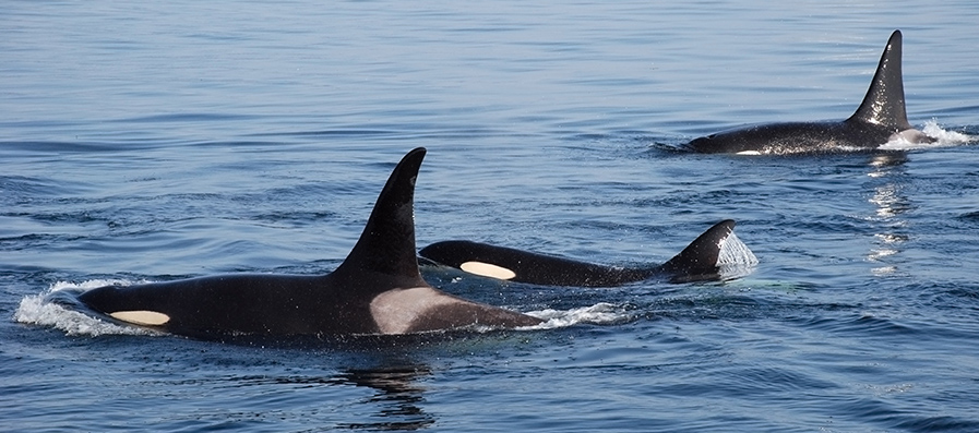 All Four Orca Recovery Priority Bills Pass Washington State Legislature ...