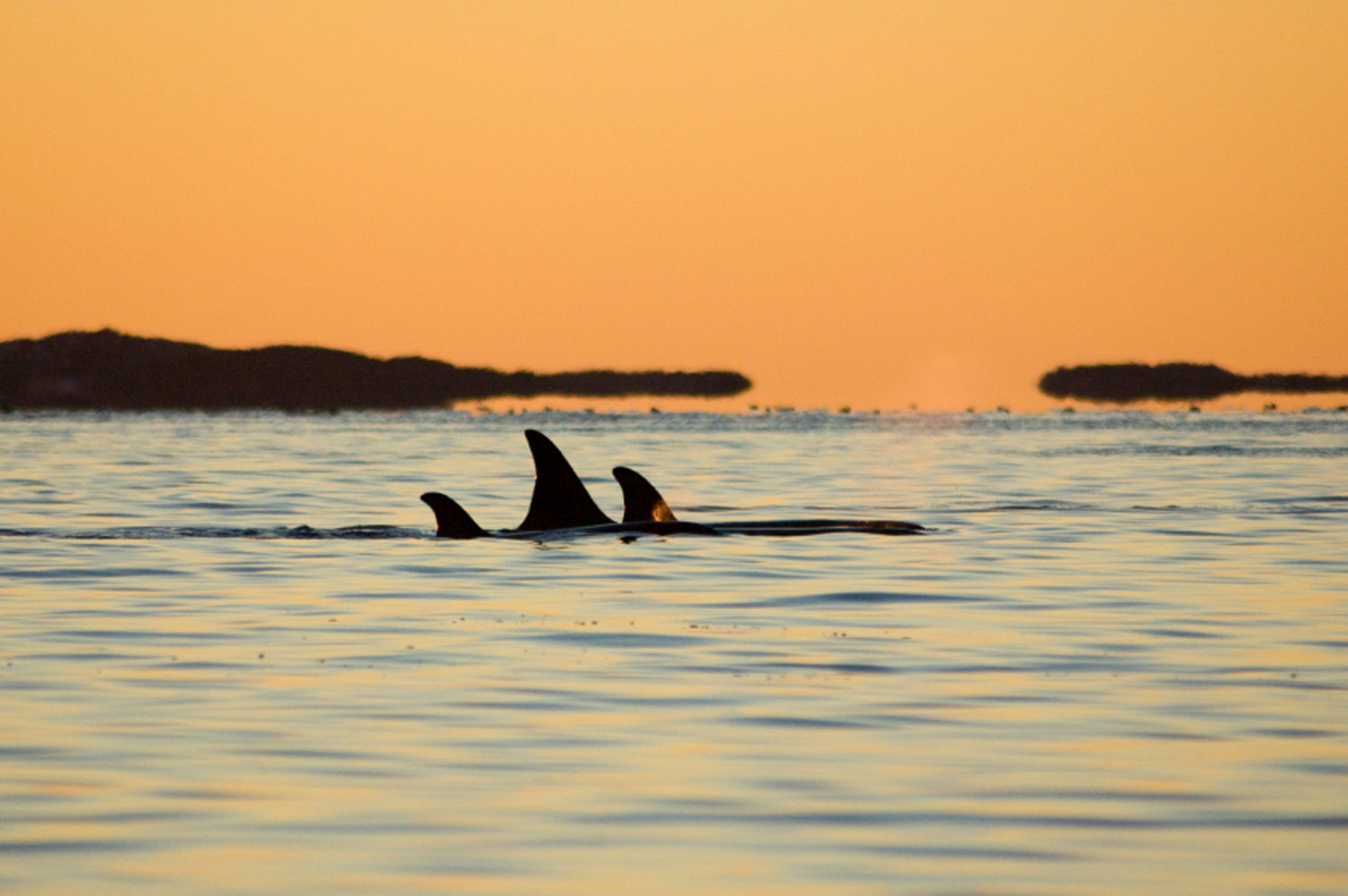 We Are Family: Celebrate Orca Action Month - Washington Conservation Action