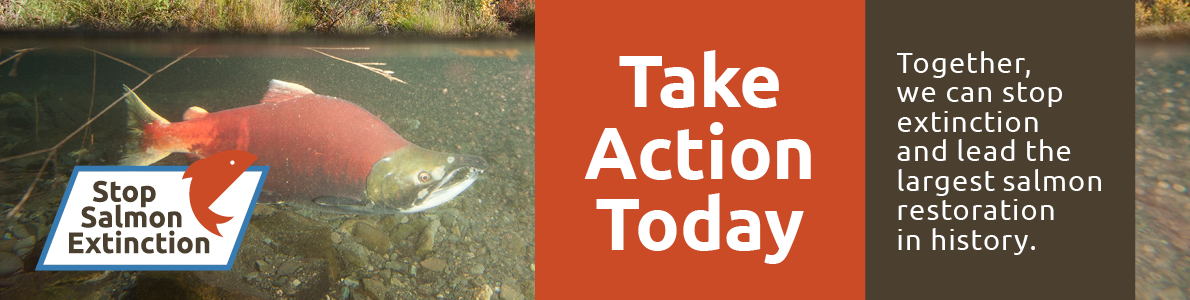 Act Now: Stop Salmon, Steelhead, and Orca Extinction - Washington ...