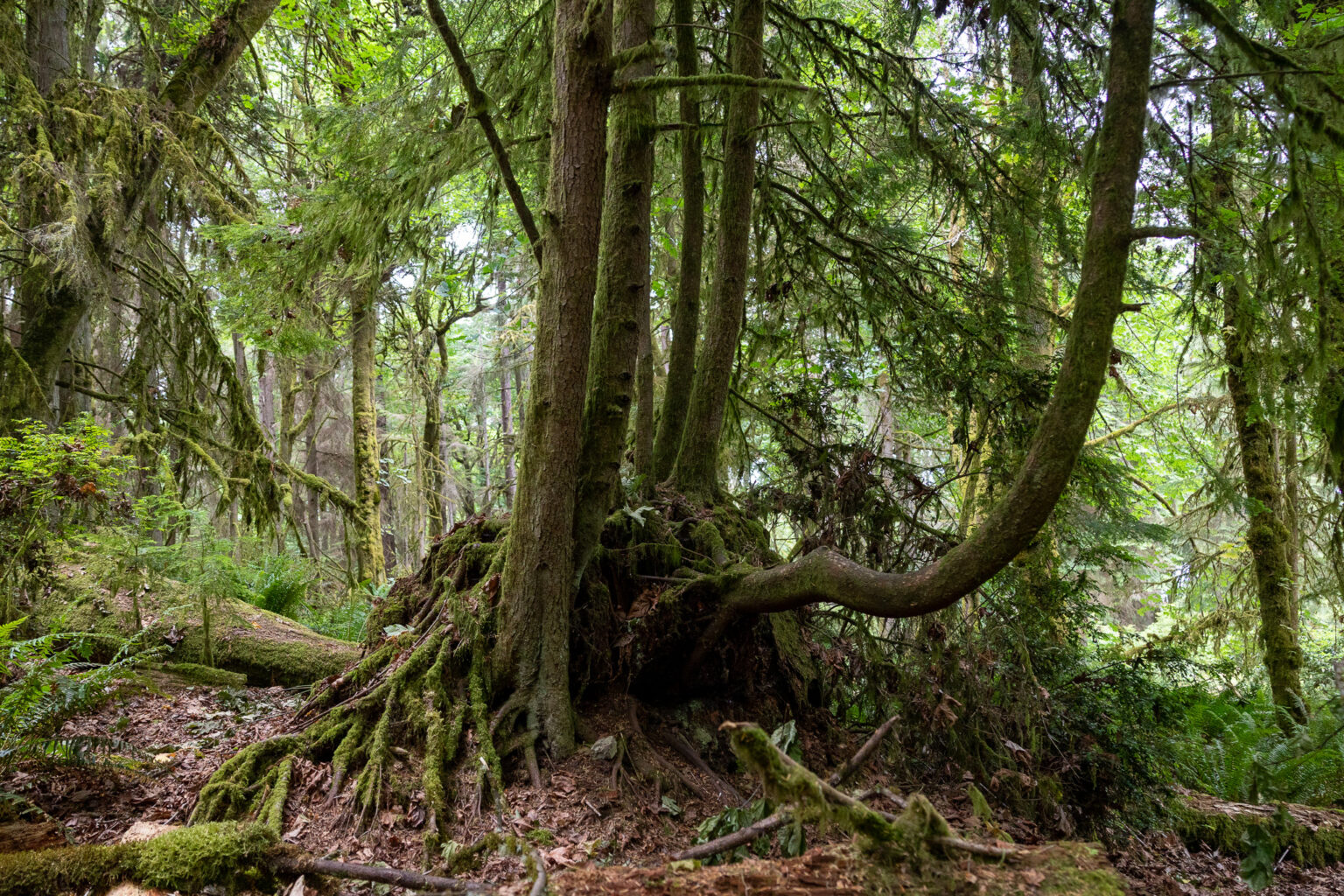 Forests and the Carbon Cycle + Infographics - Washington Conservation ...