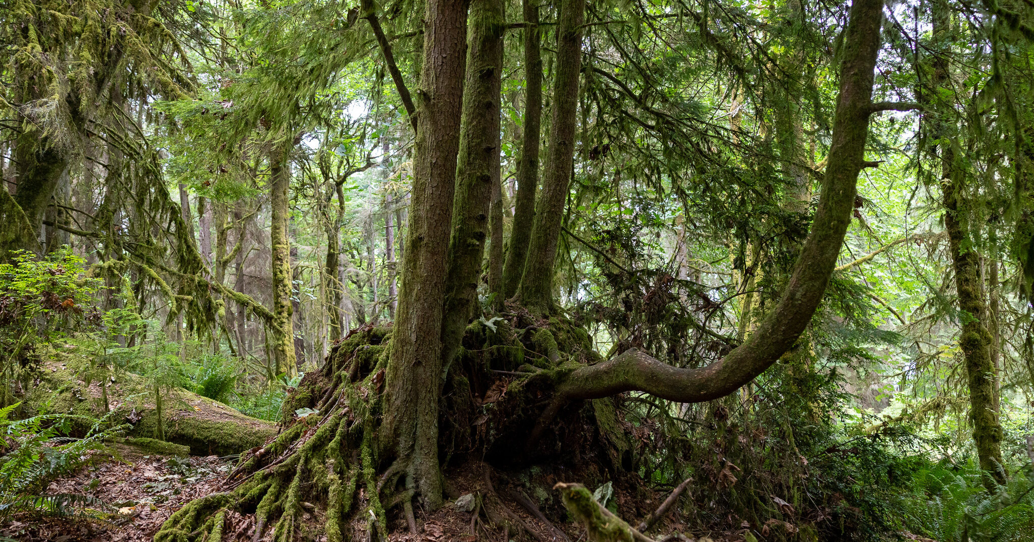 WCA Applauds State Order to Conserve 77,000 Forest Acres - Washington ...
